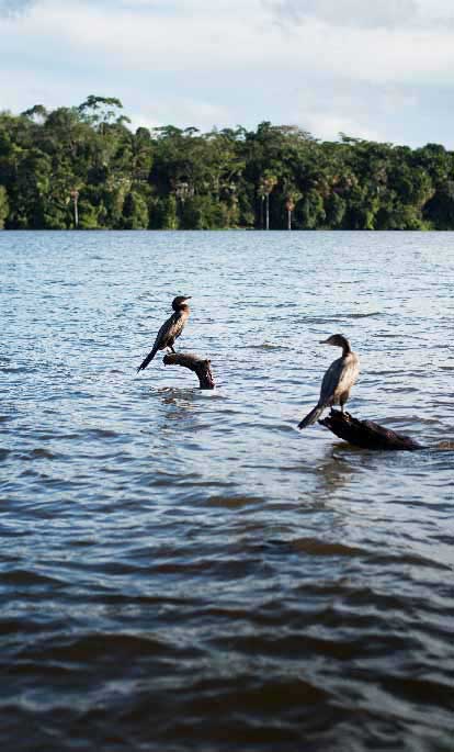 Tailor-made Brazilian Amazon holidays 2026/2027 - Original Travel